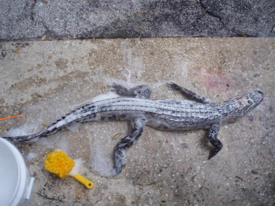 Alligator Skinning