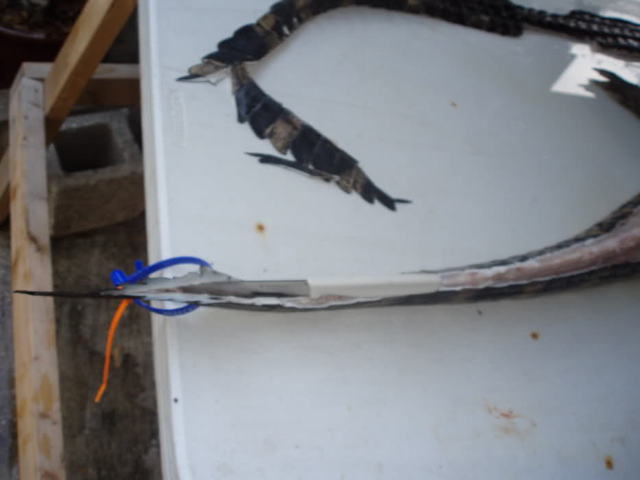 Alligator Skinning